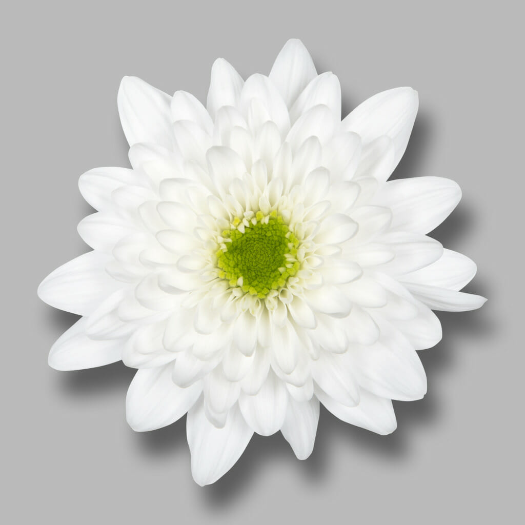 Assortiment; alle chrysanten van dit moment - Just Chrys