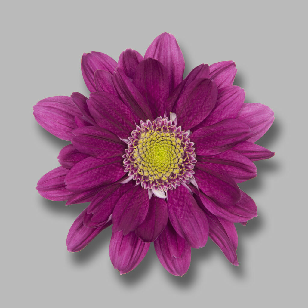 Assortiment : tous les chrysanthème du moment - Just Chrys