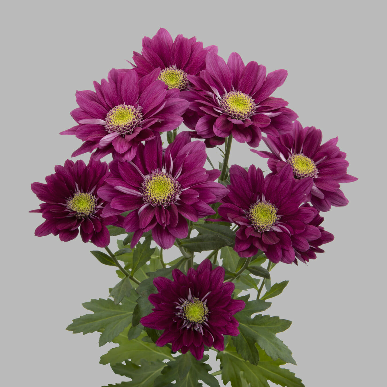 Serenity Purple - Just Chrys