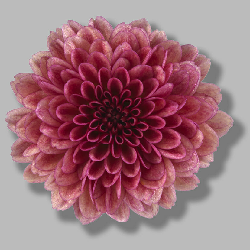 Madiba® Cherry Tyolo - Just Chrys