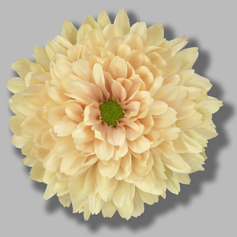 Kalimba Salmon - Just Chrys