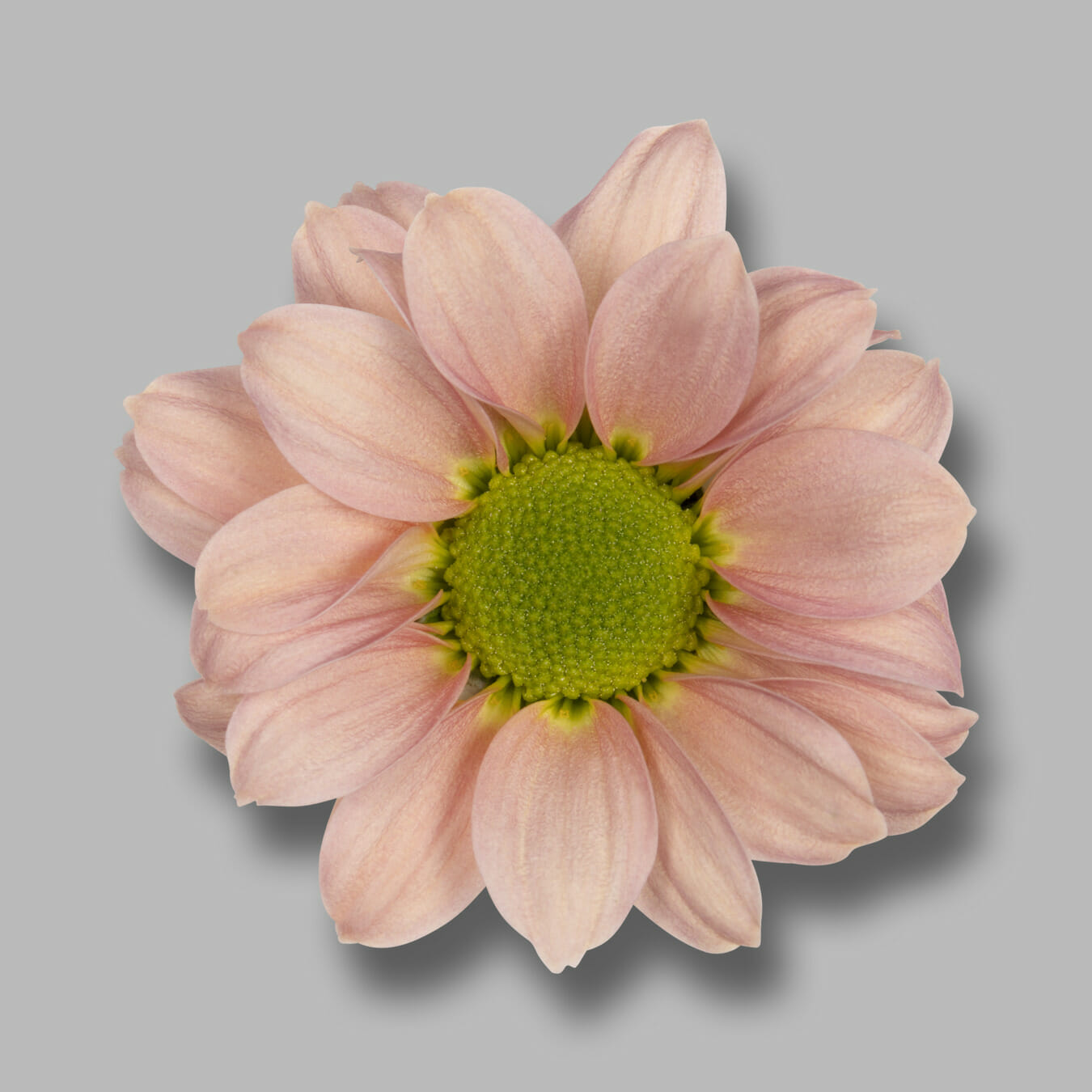 Babette - Just Chrys