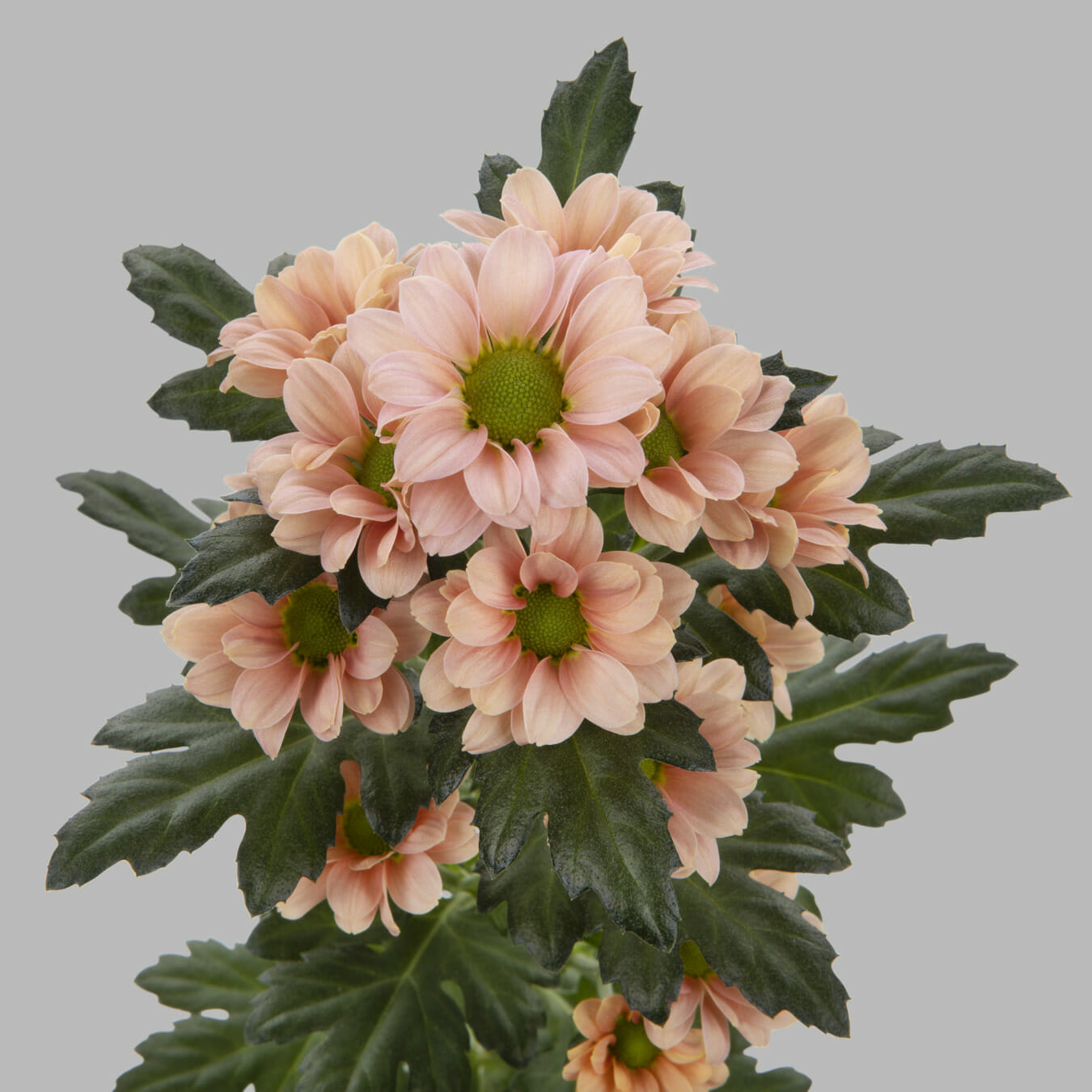 Babette - Just Chrys