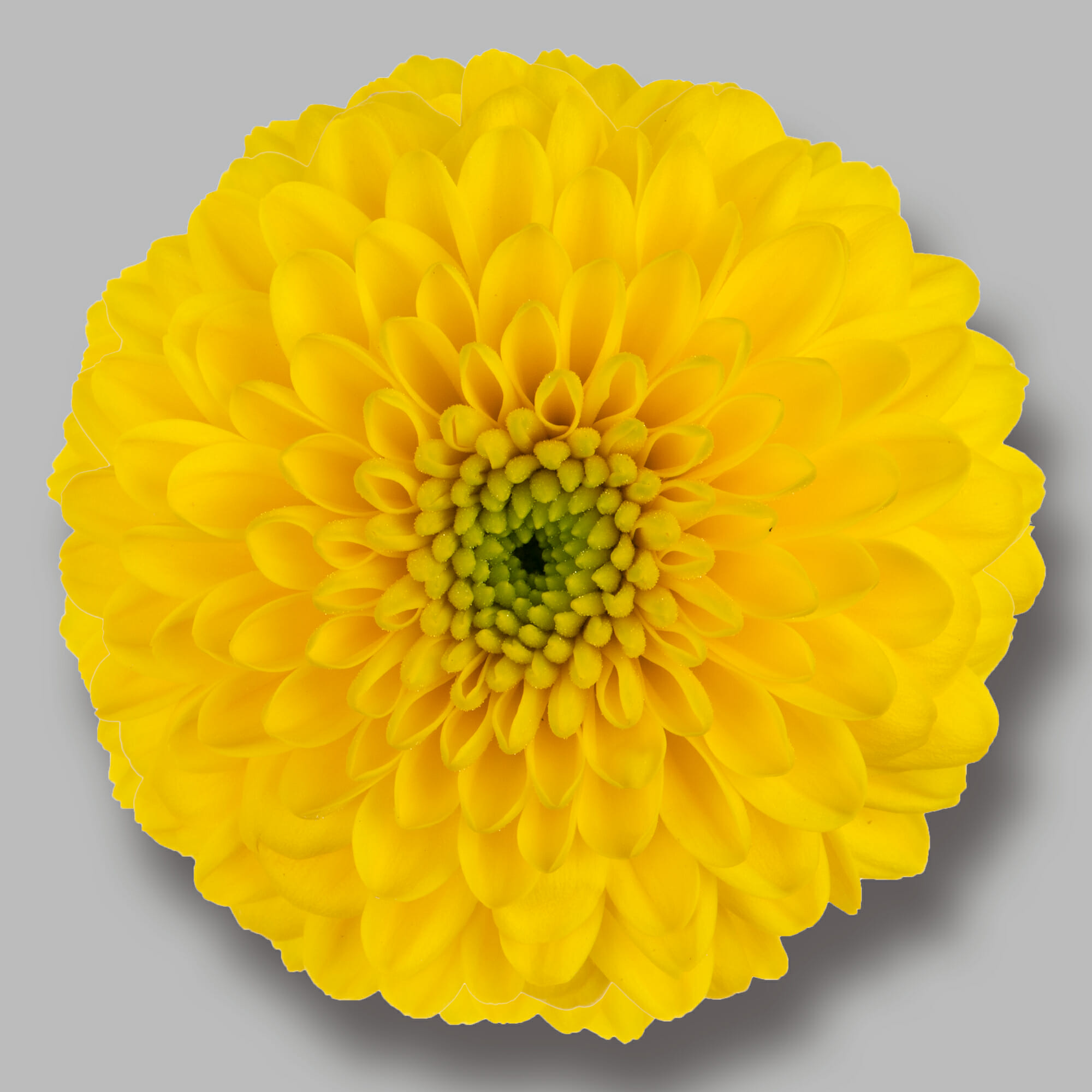 Brasiliana - Just Chrys