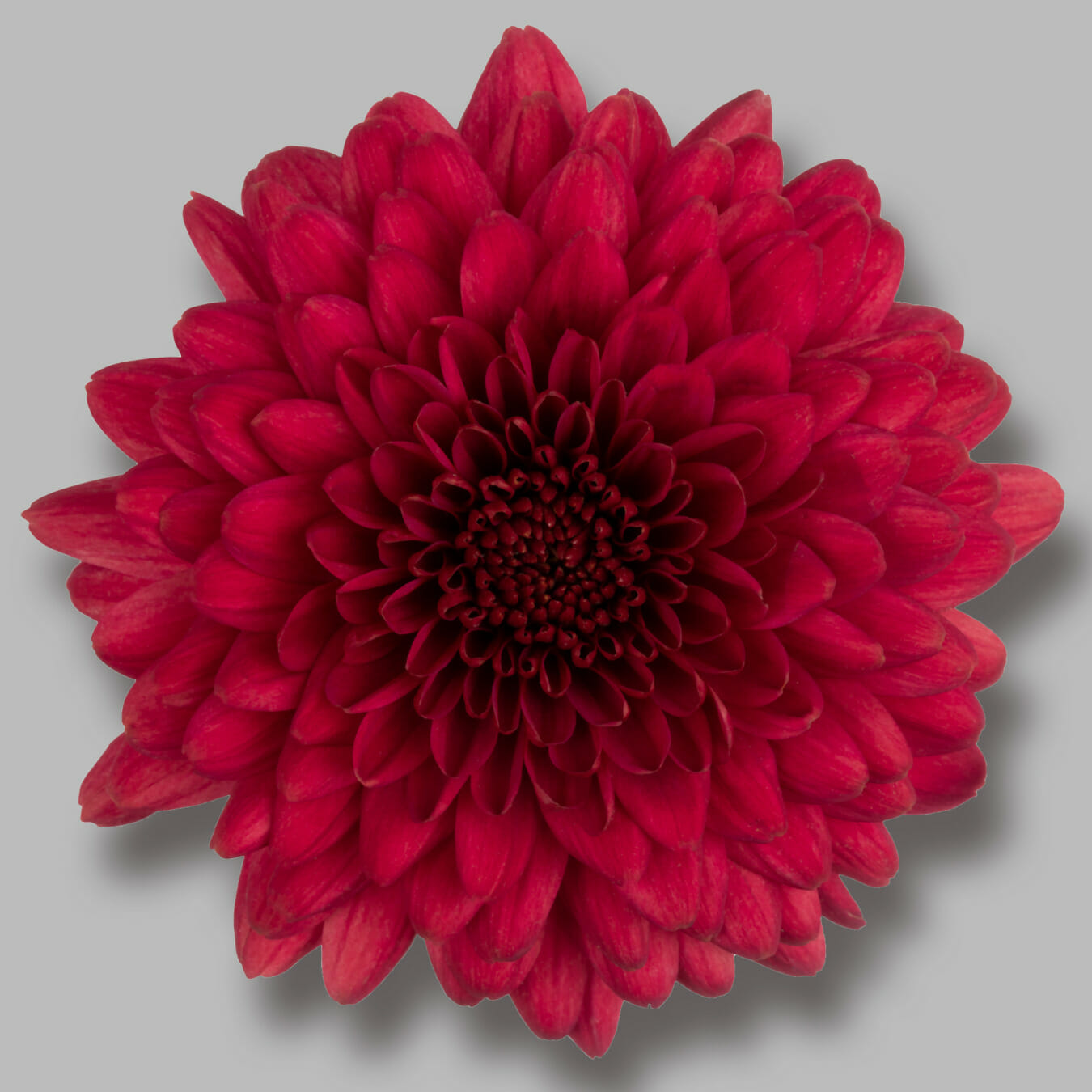 Lamira Red - Just Chrys