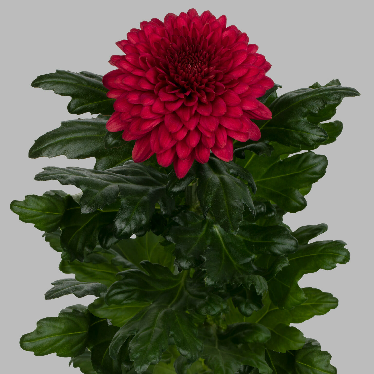 Lamira Red - Just Chrys