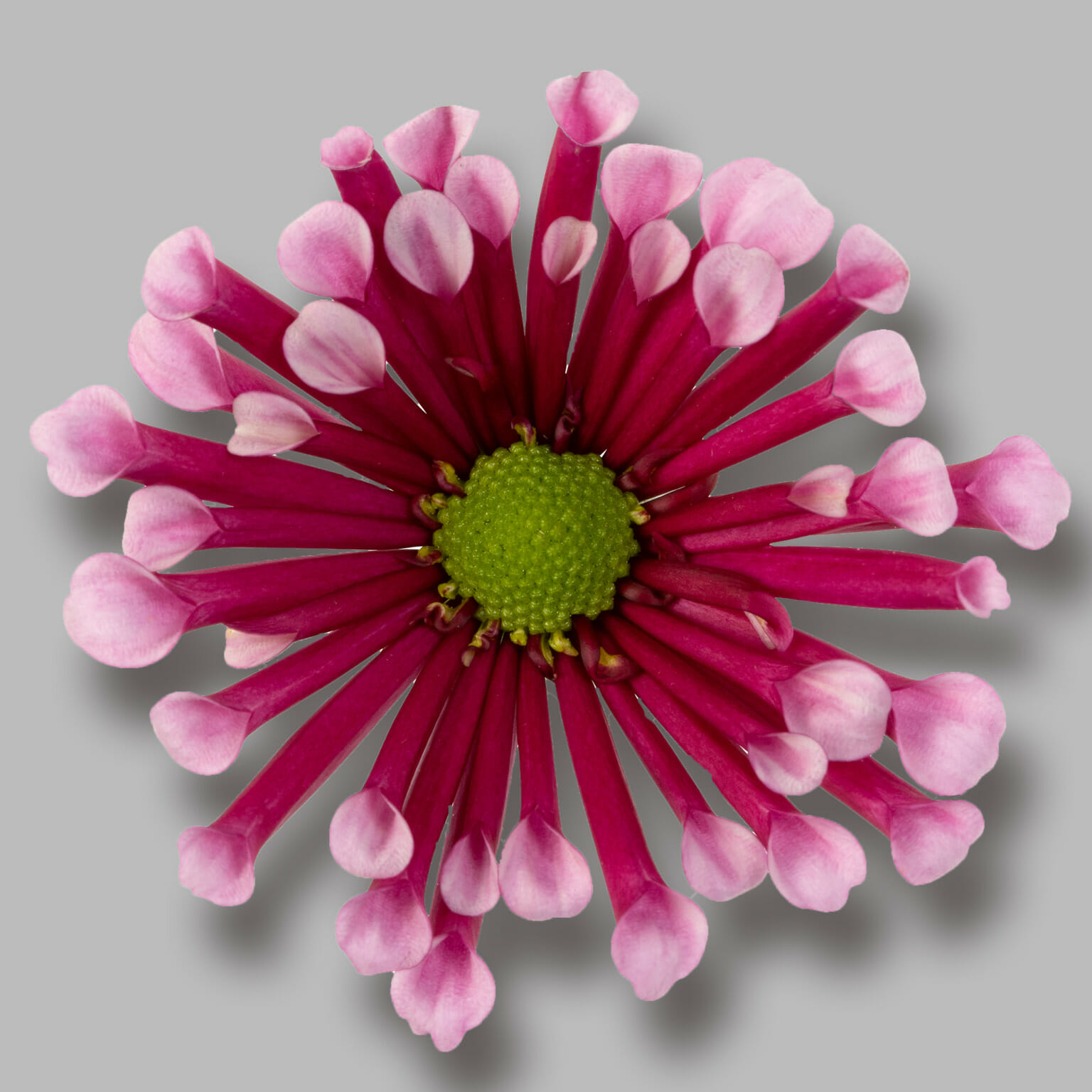 Sortiment; alle derzeit erhältlichen Chrysanthemen - Just Chrys