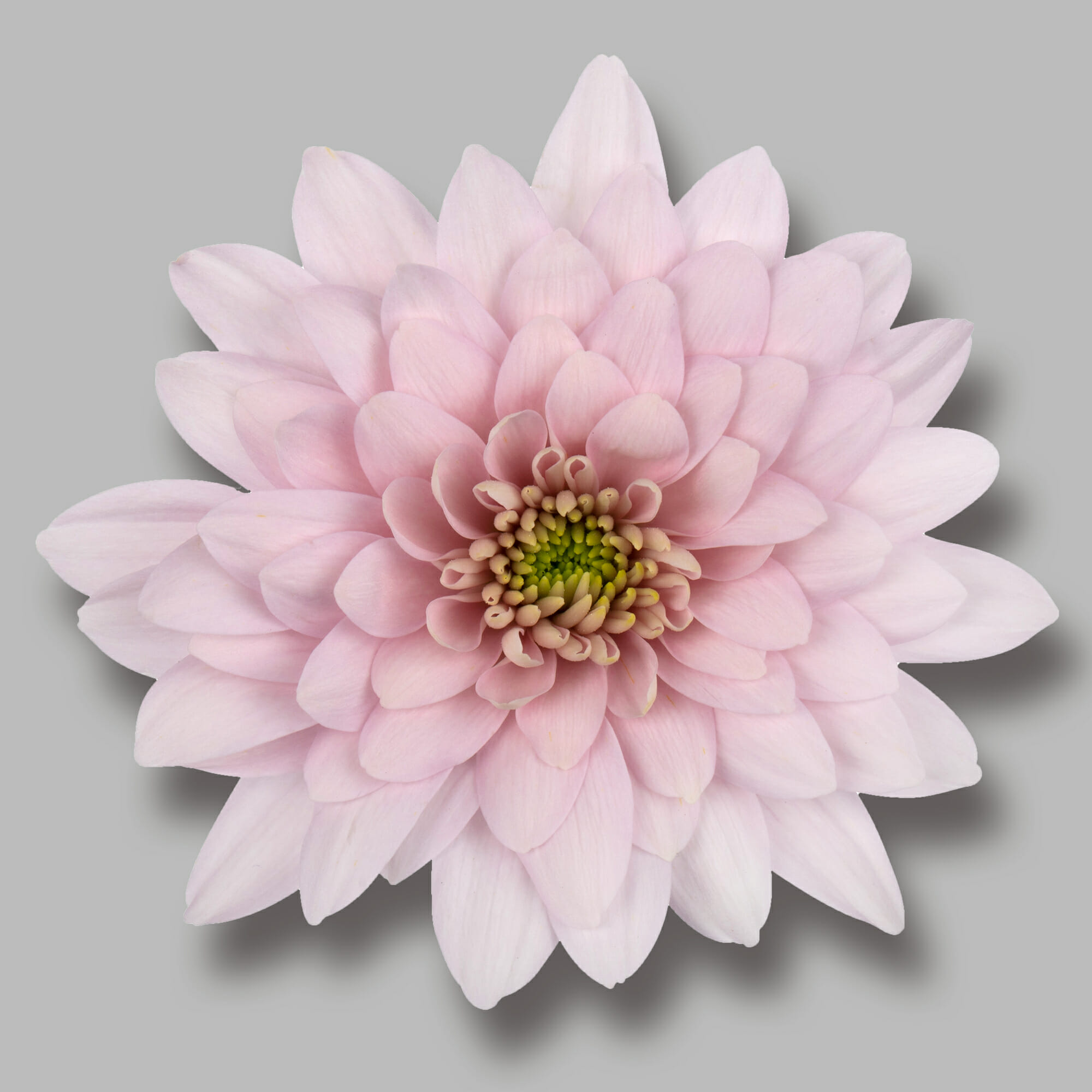 Pastela Pink - Just Chrys