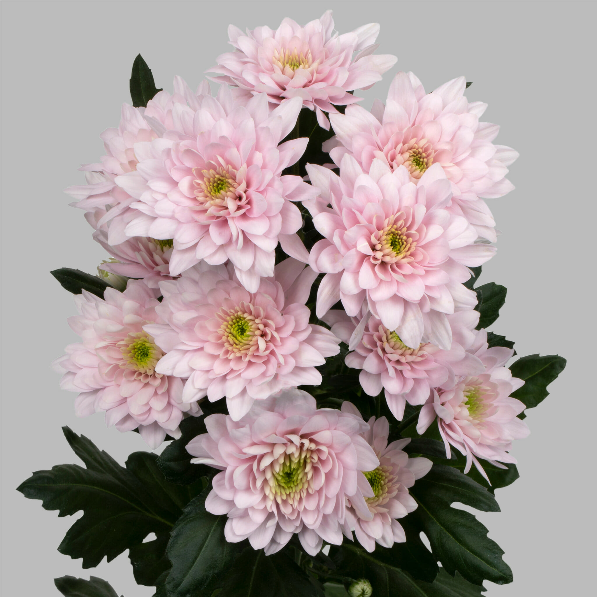 Pastela Pink - Just Chrys