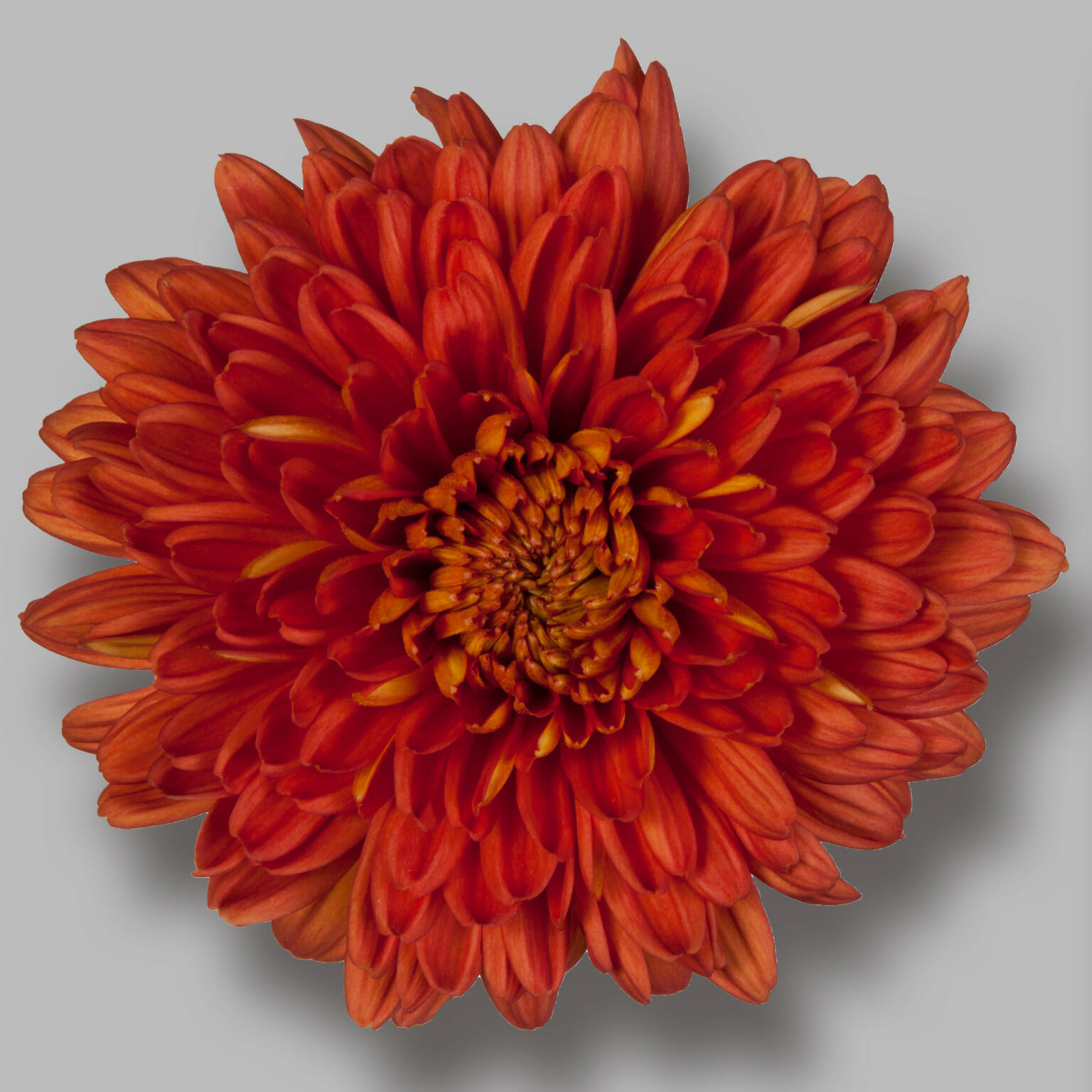 Assortiment : tous les chrysanthème du moment - Just Chrys