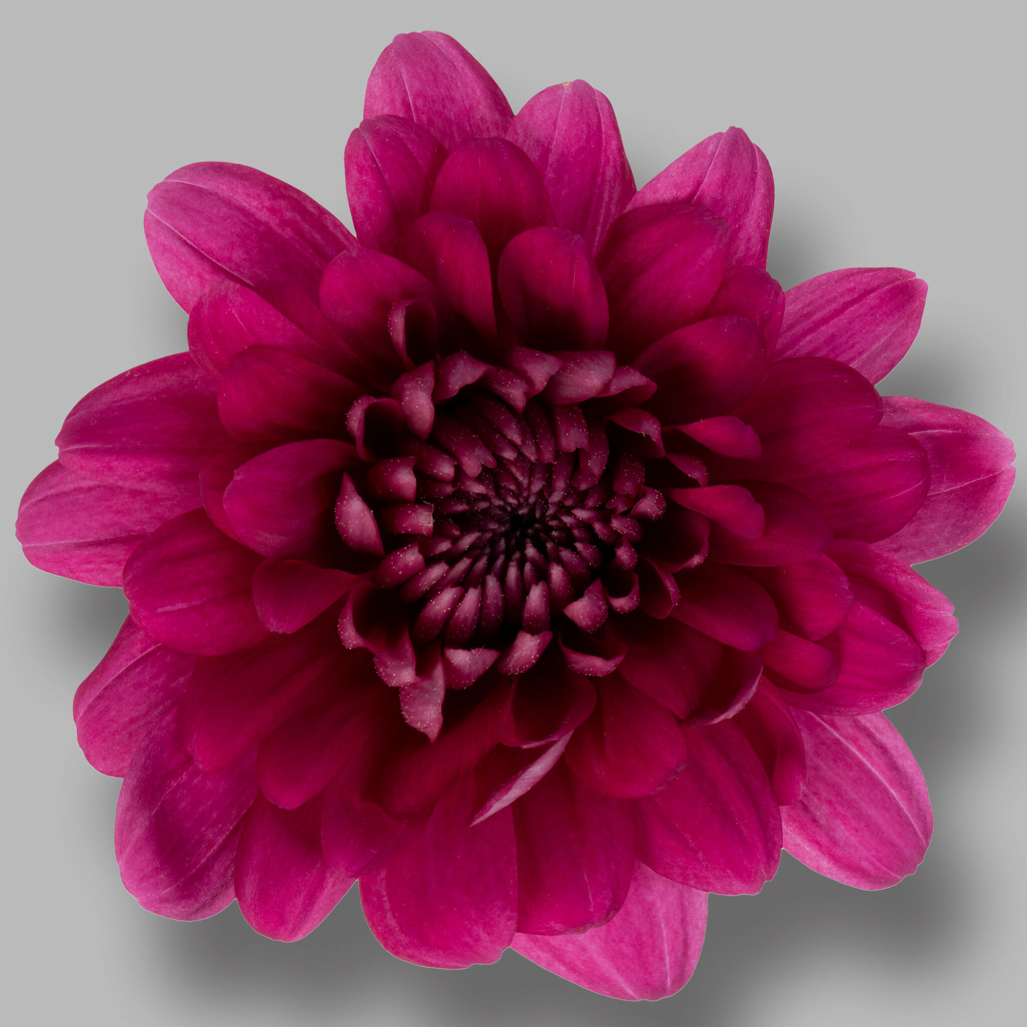 Sortiment; alle derzeit erhältlichen Chrysanthemen - Just Chrys