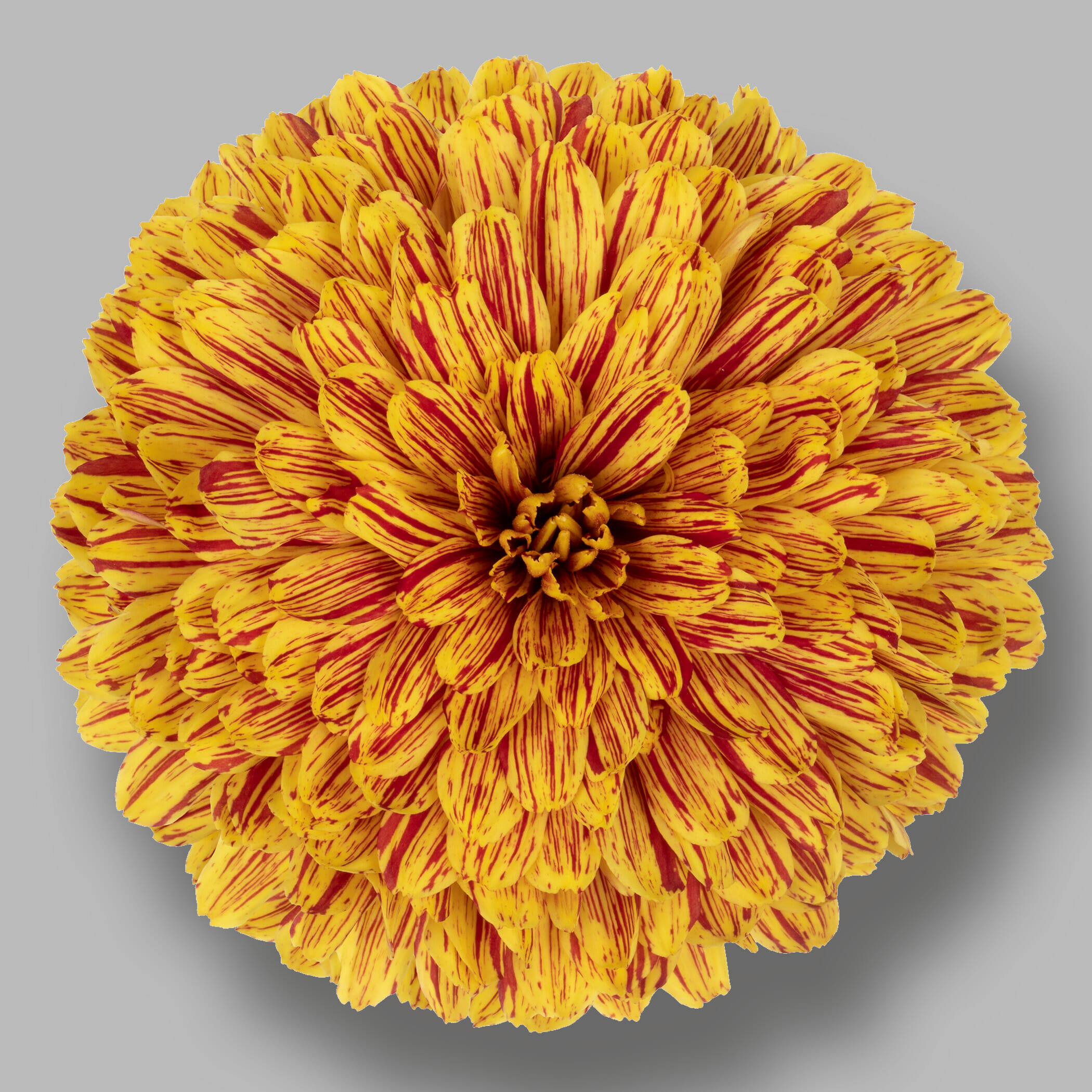 Pumpkin - Just Chrys