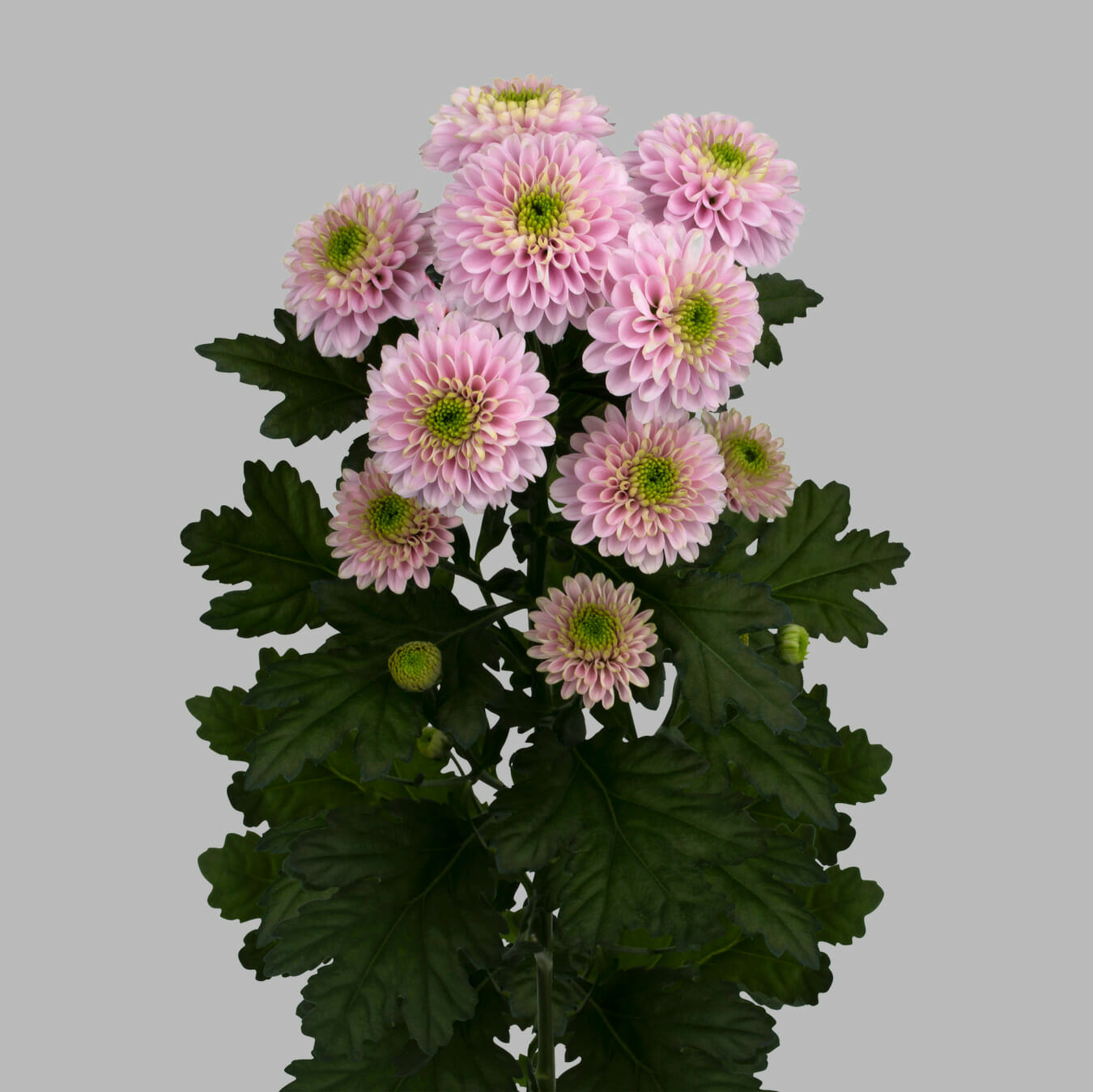 Letsgo Pink - Just Chrys