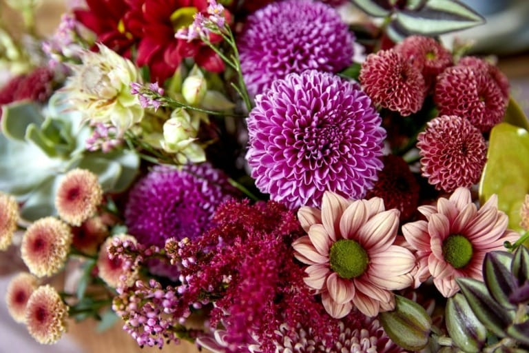 Chrysanthemum: the flower that never disappoints! - Just Chrys