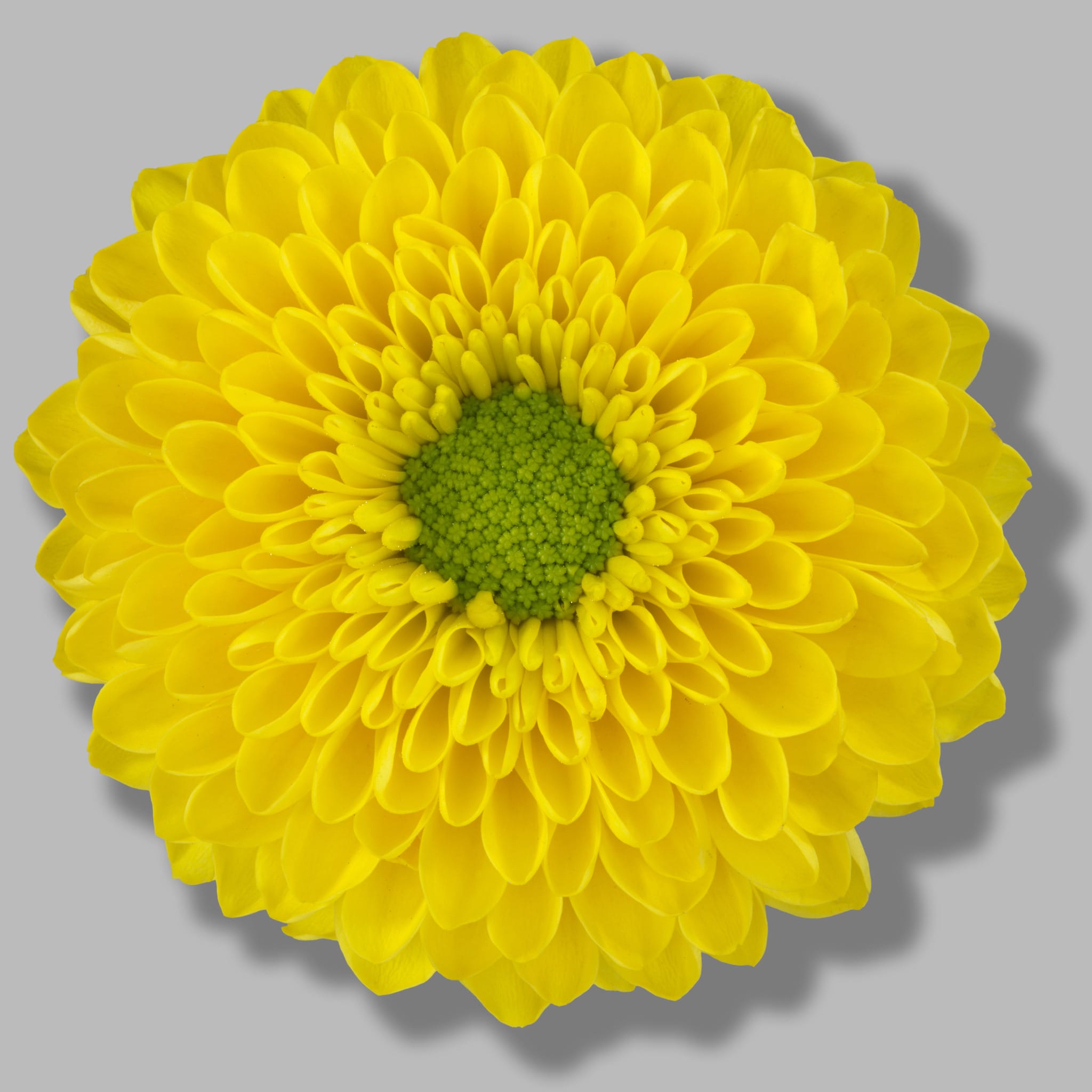 Assortiment; alle chrysanten van dit moment - Just Chrys