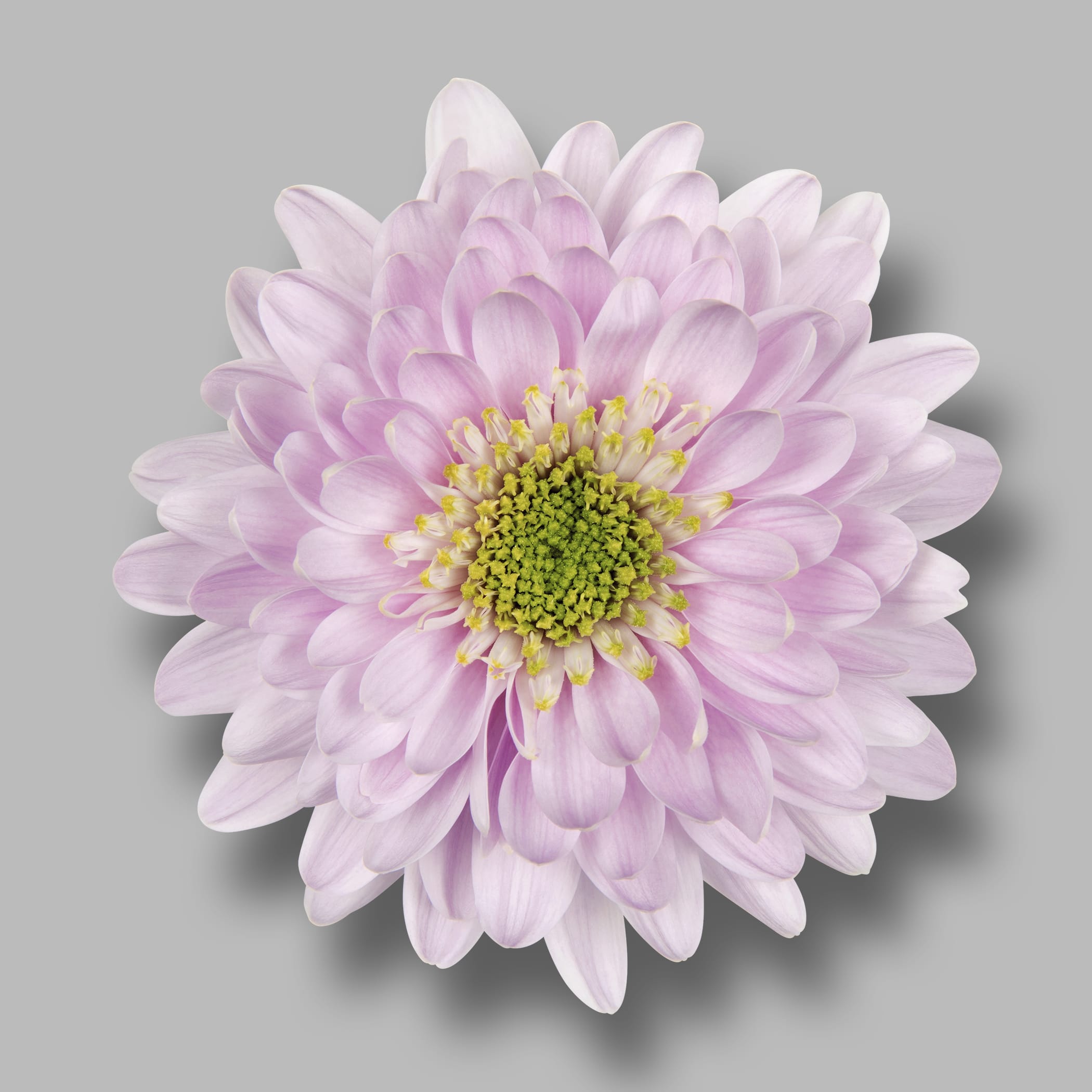 Commander Pink - Just Chrys