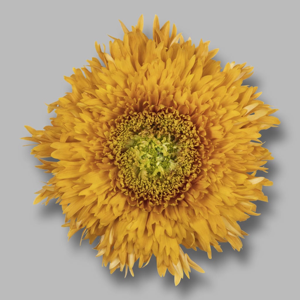 Assortiment : tous les chrysanthème du moment - Just Chrys