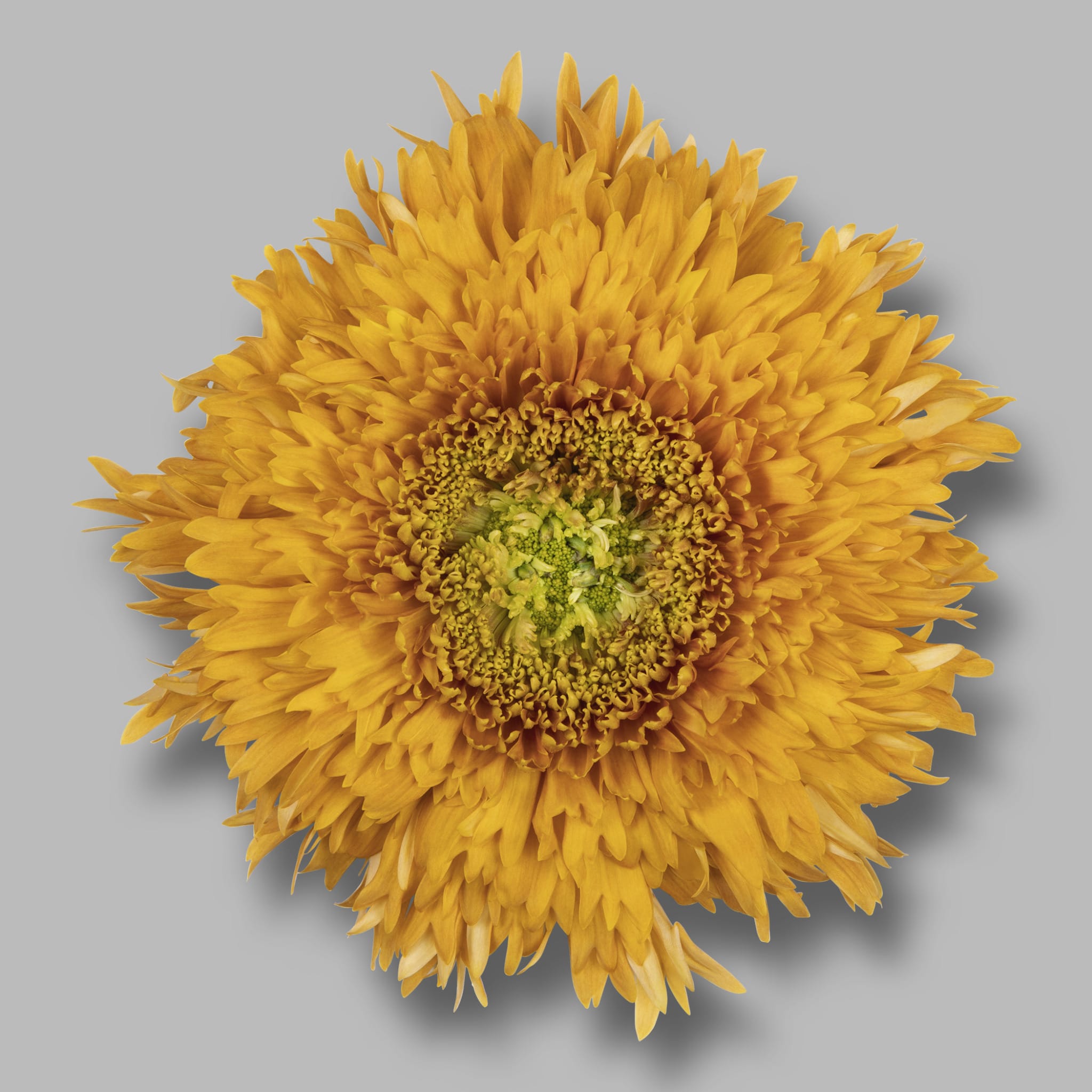 Assortiment : tous les chrysanthème du moment - Just Chrys