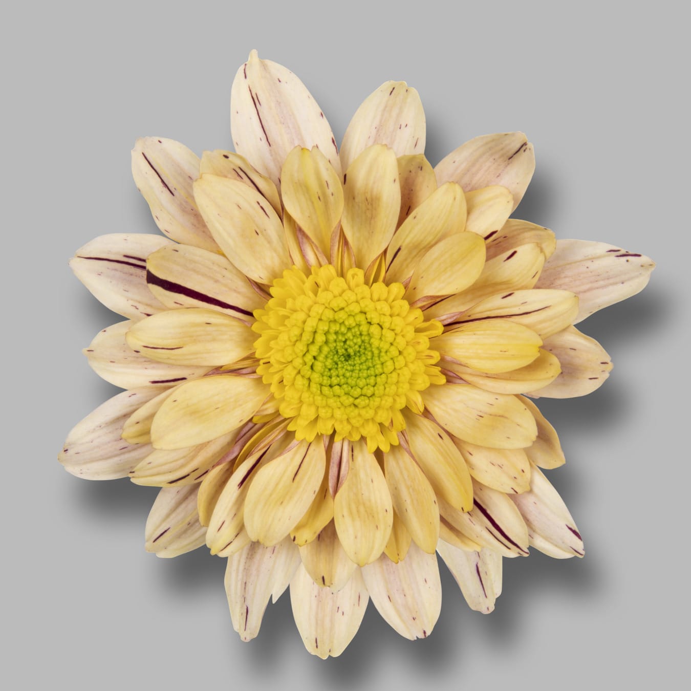 Assortiment; alle chrysanten van dit moment - Just Chrys