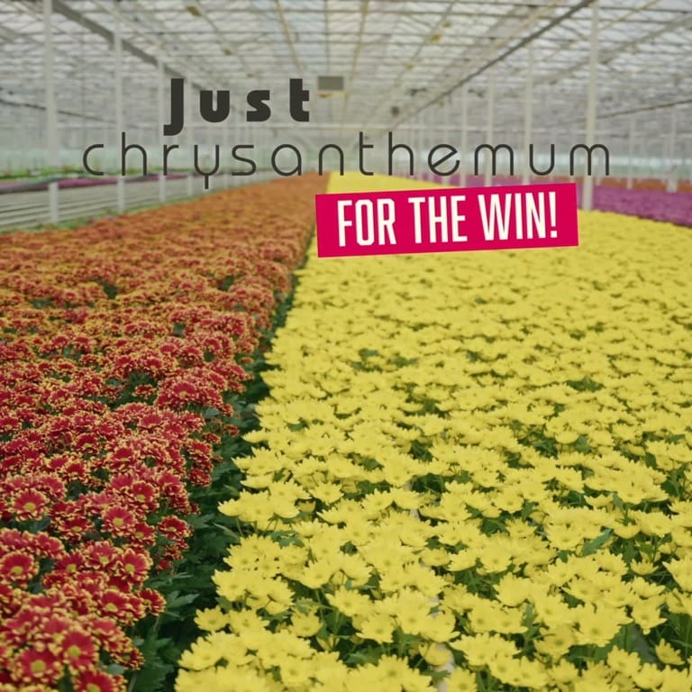 Chrysanthemum: the flower that never disappoints! - Just Chrys