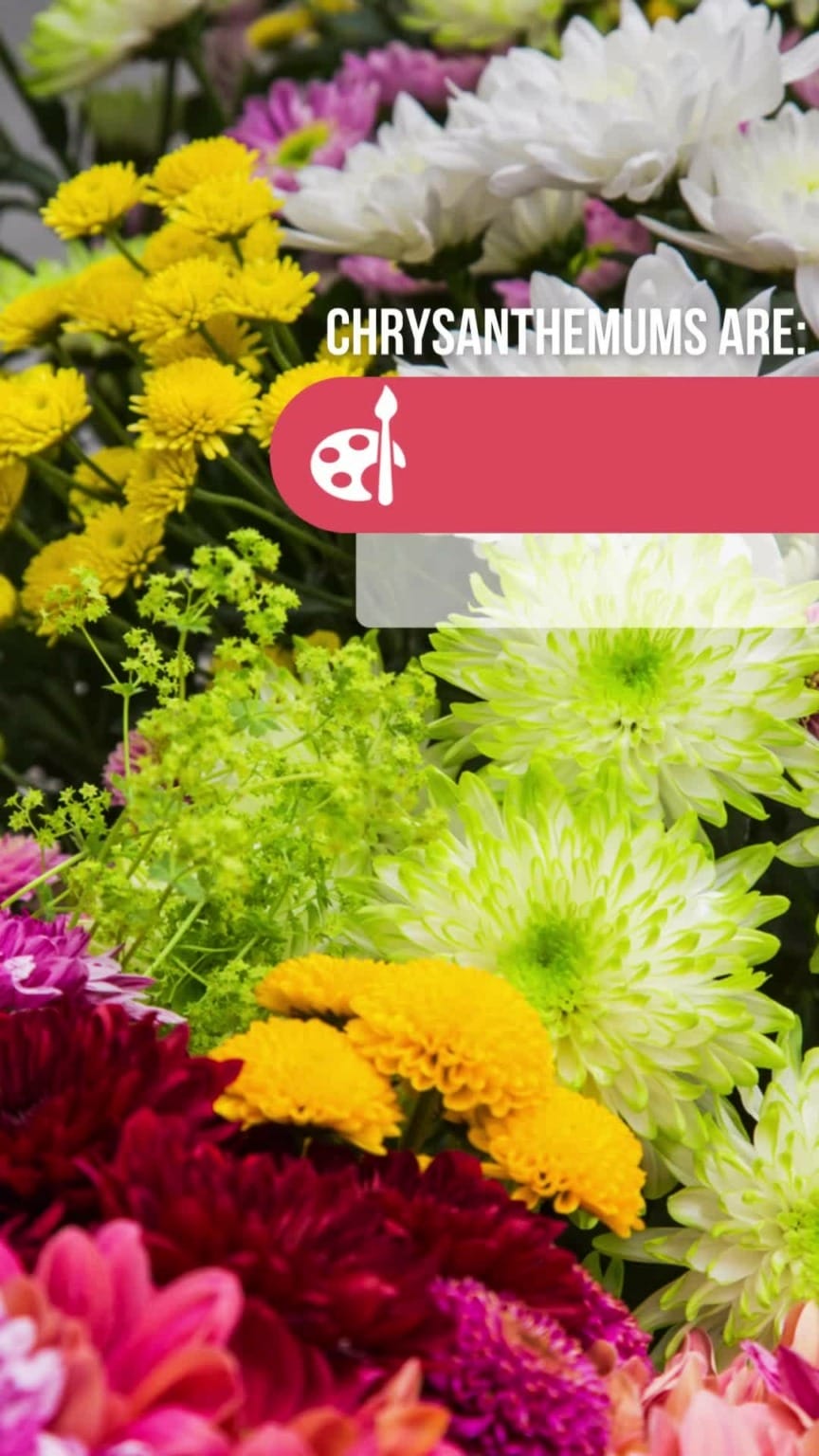 Chrysanthemum: the flower that never disappoints! - Just Chrys