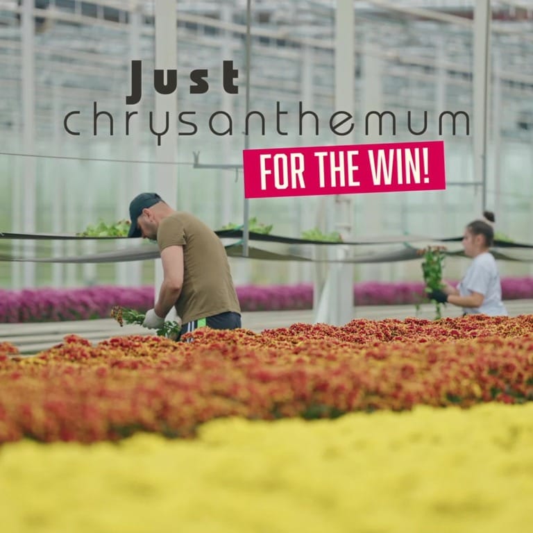 Chrysanthemum: the flower that never disappoints! - Just Chrys