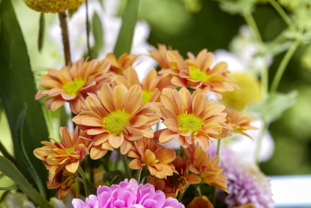 Chrysanthemum: the flower that never disappoints! - Just Chrys