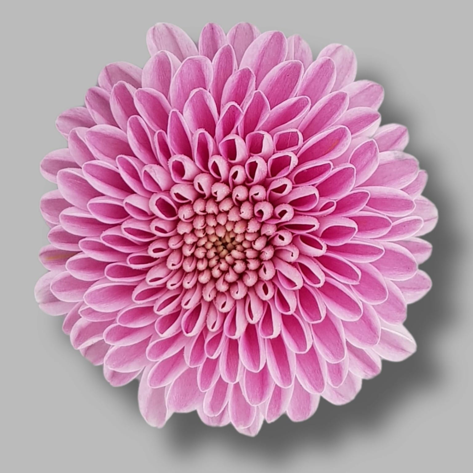 Assortiment : tous les chrysanthème du moment - Just Chrys