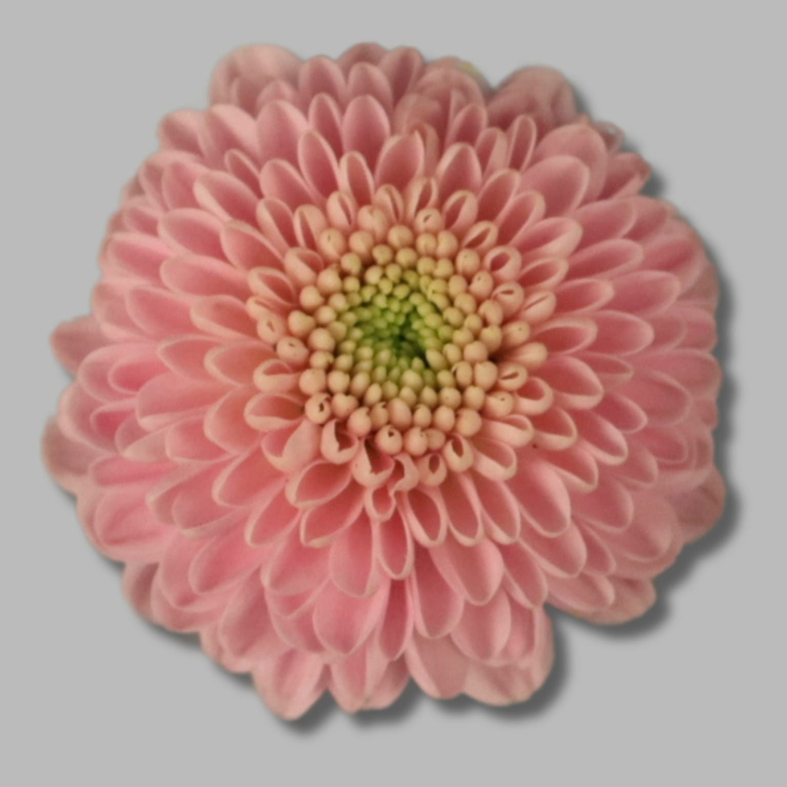Sortiment; alle derzeit erhältlichen Chrysanthemen - Just Chrys