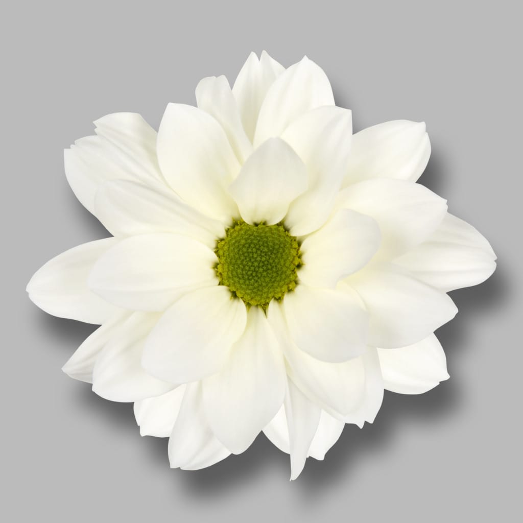 Assortiment : tous les chrysanthème du moment - Just Chrys