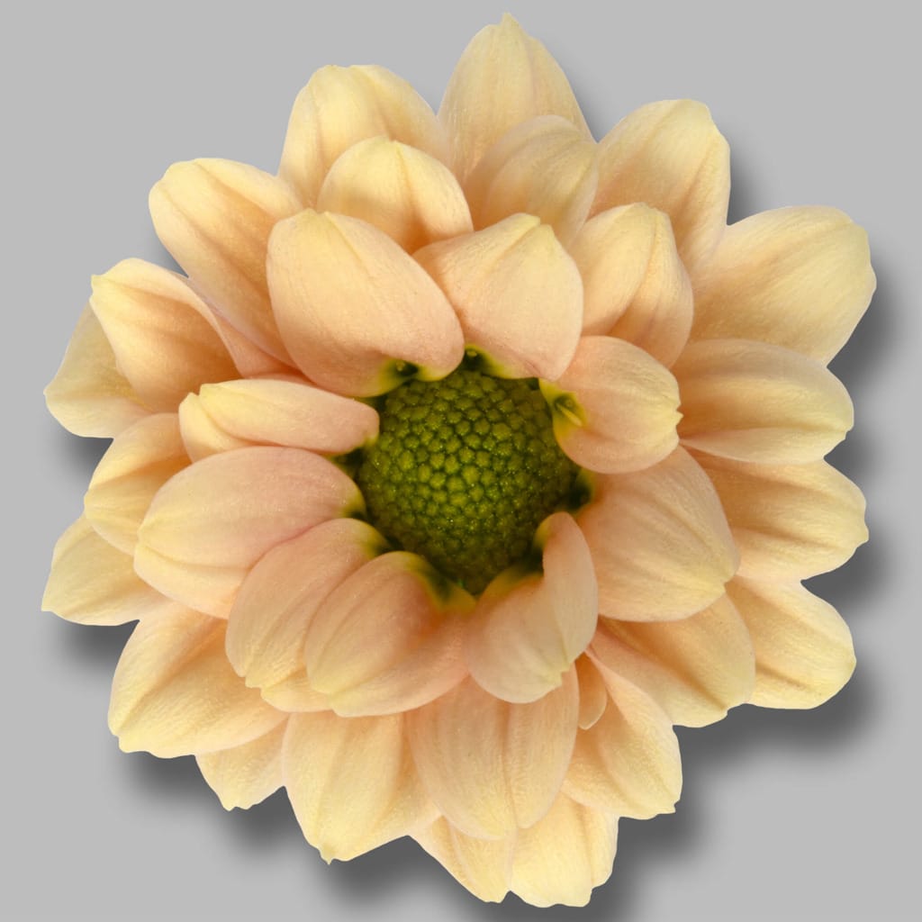 Assortiment; alle chrysanten van dit moment - Just Chrys