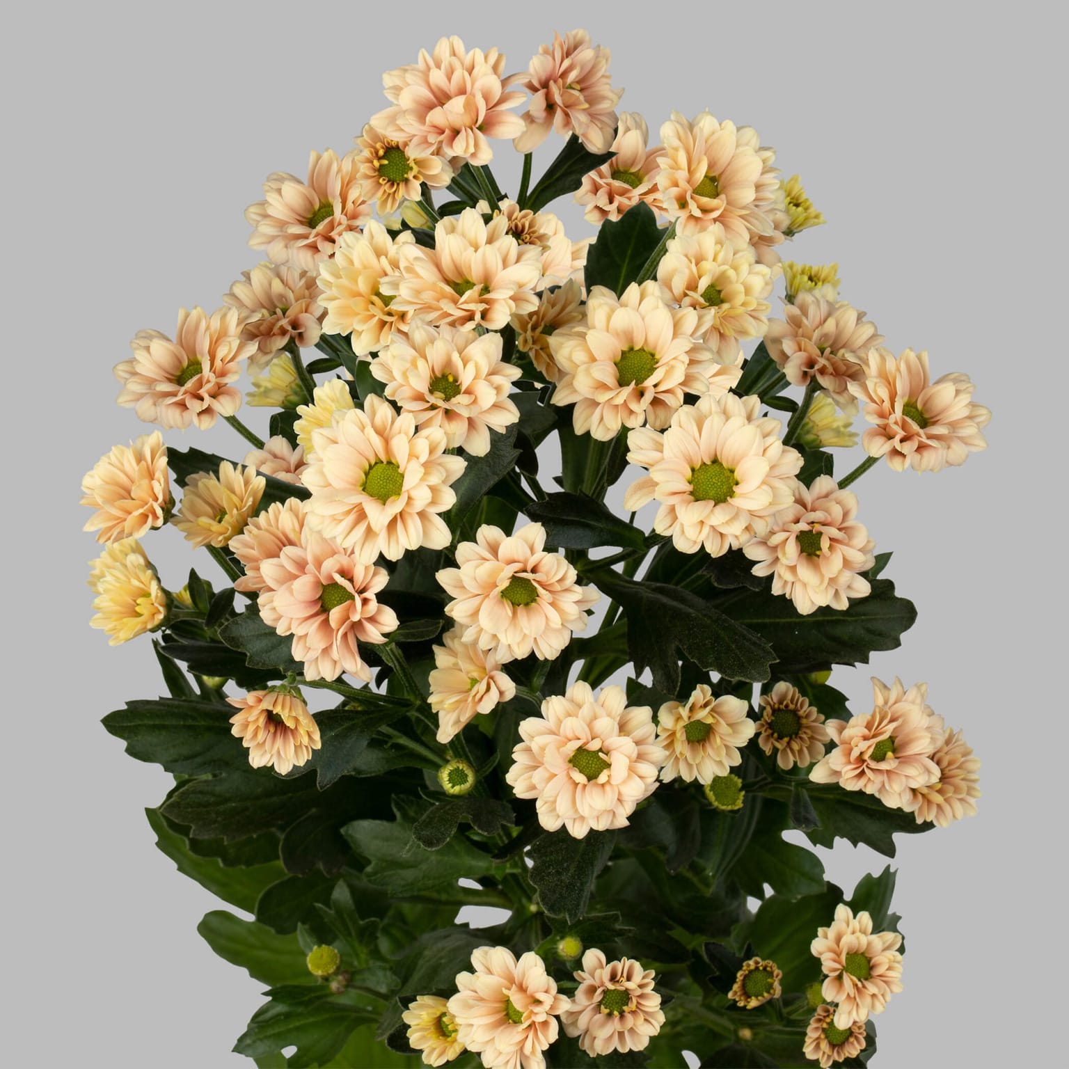 Kindly Salmon - Just Chrys