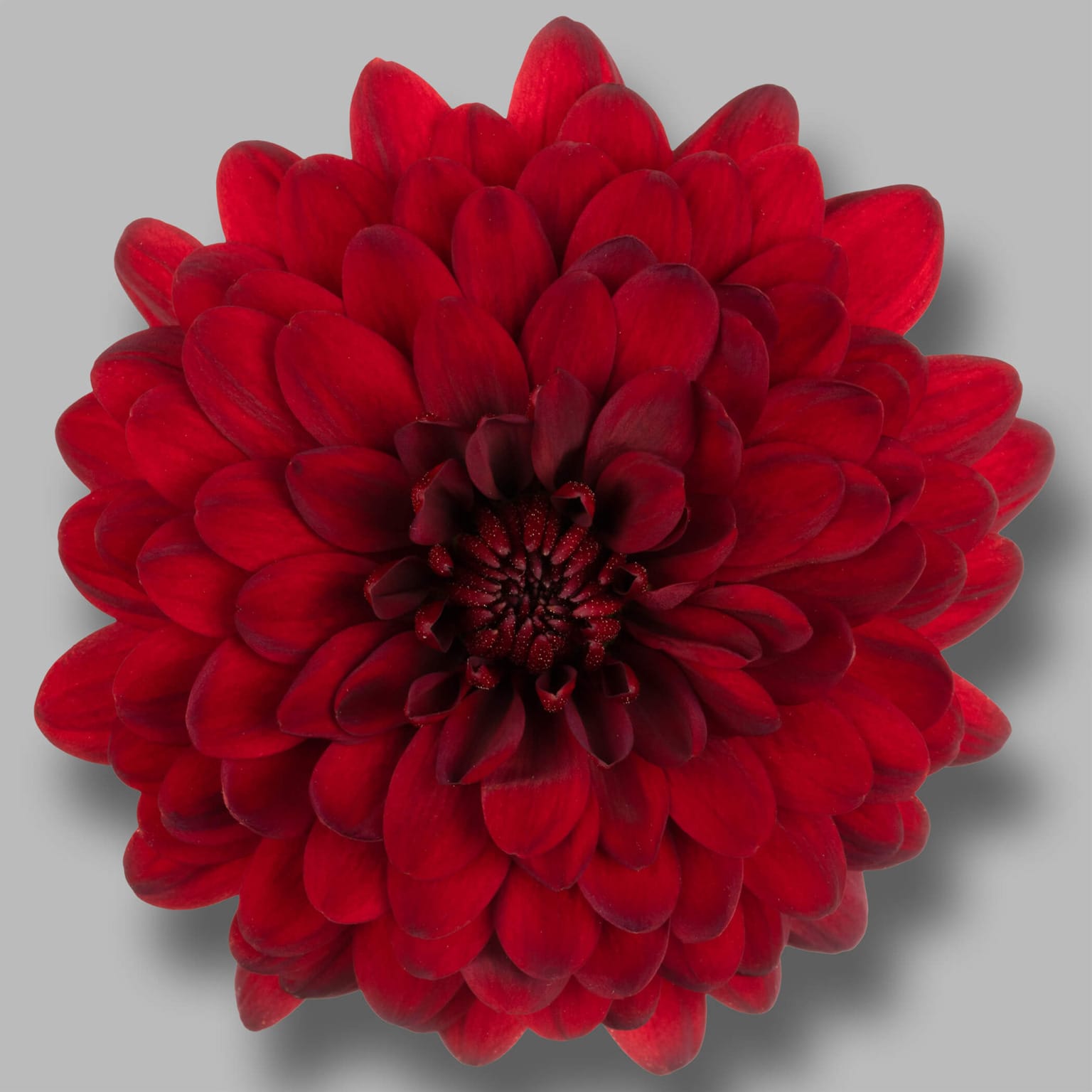 Sortiment; alle derzeit erhältlichen Chrysanthemen - Just Chrys