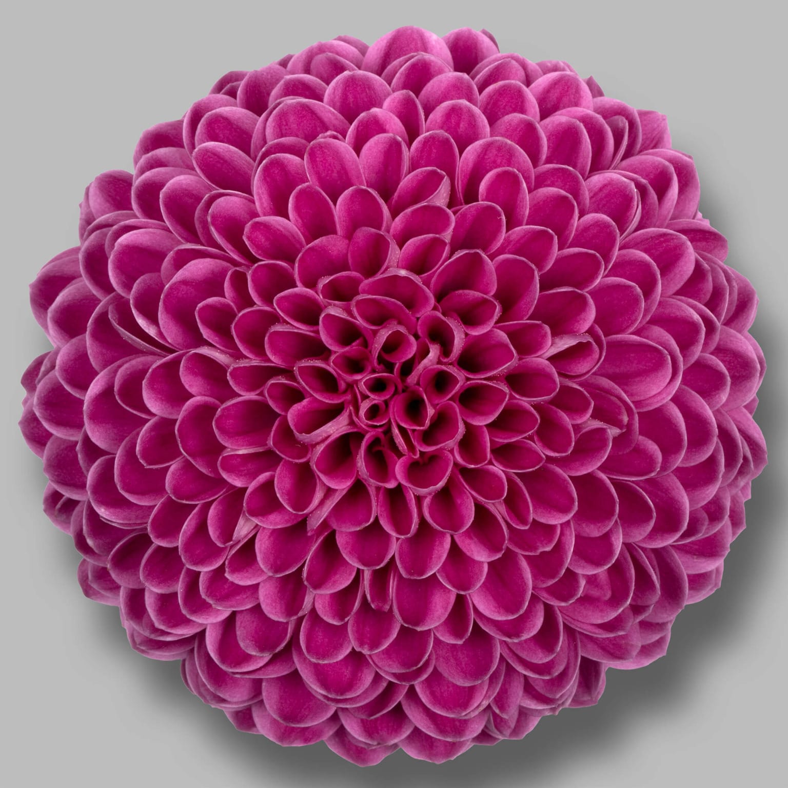 Sortiment; alle derzeit erhältlichen Chrysanthemen - Just Chrys