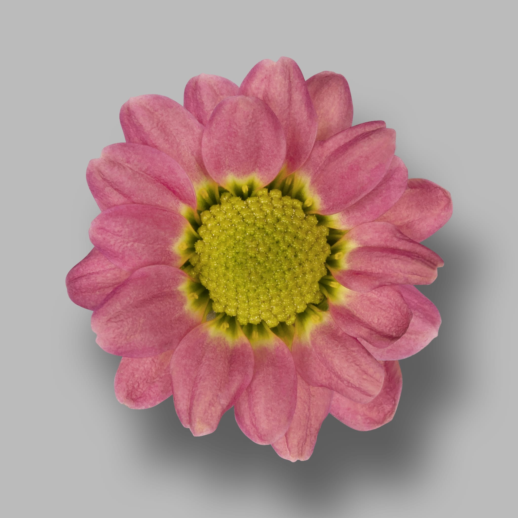 Pixel® Blush - Just Chrys