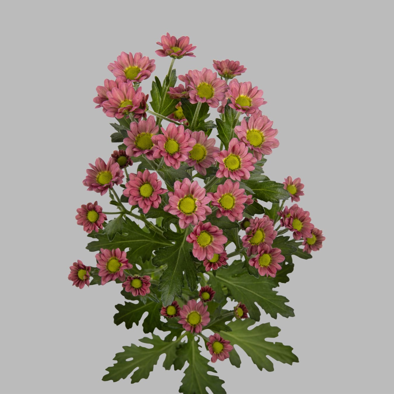 Pixel® Blush - Just Chrys