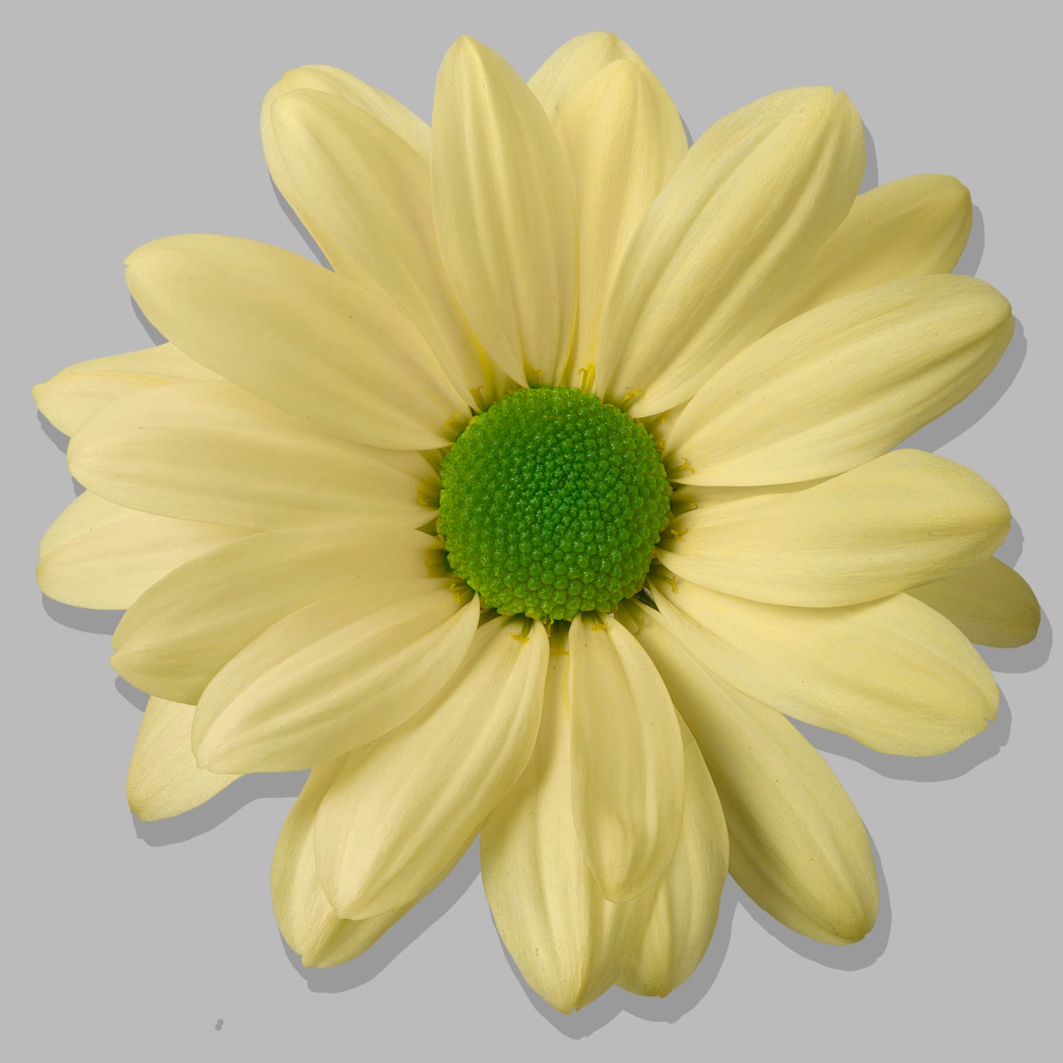 Sortiment; alle derzeit erhältlichen Chrysanthemen - Just Chrys