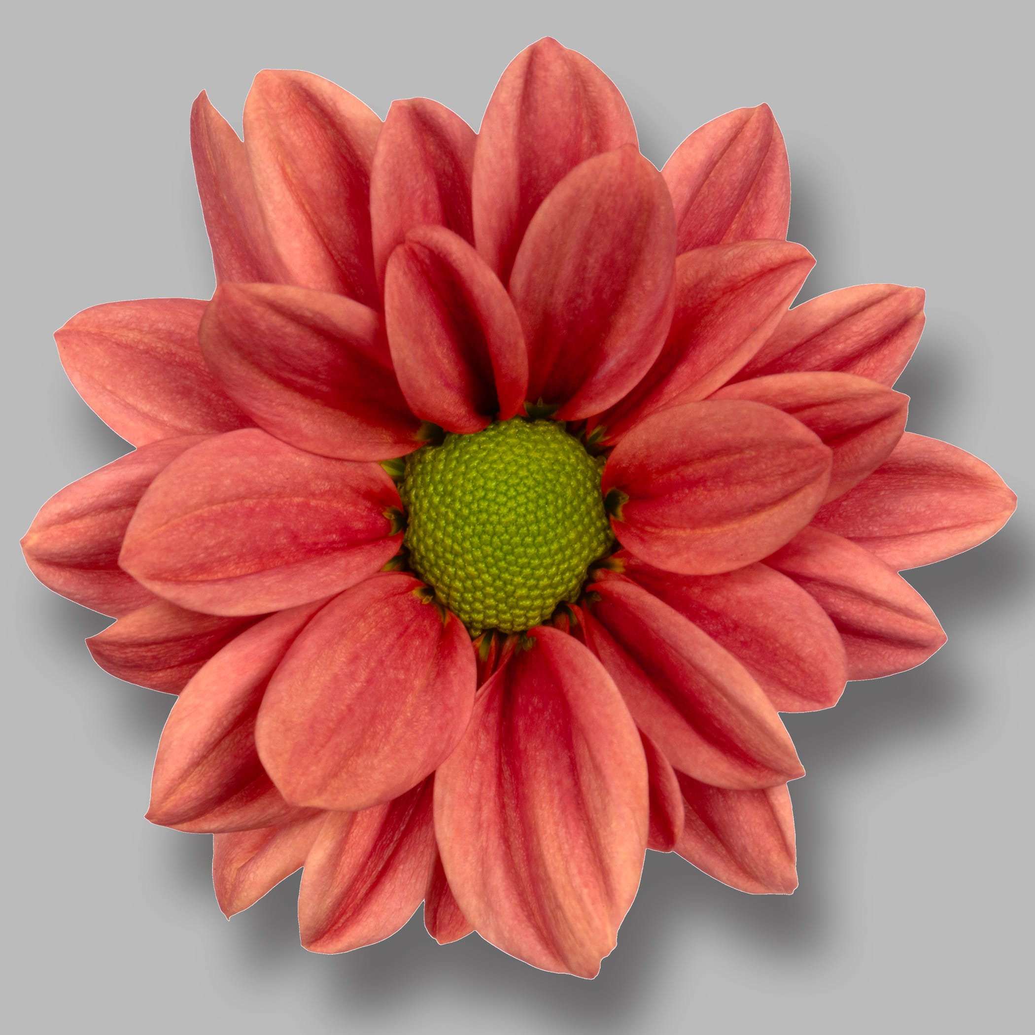 Coral Star - Just Chrys