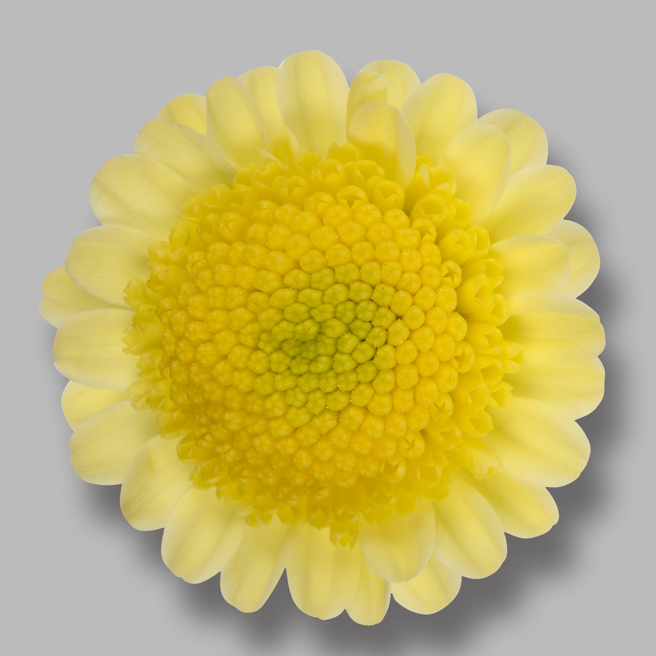 Stallion Cream - Just Chrys