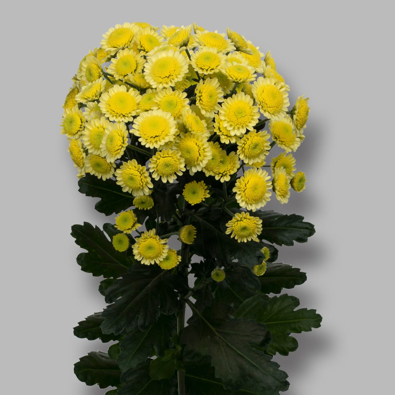 Stallion Cream - Just Chrys