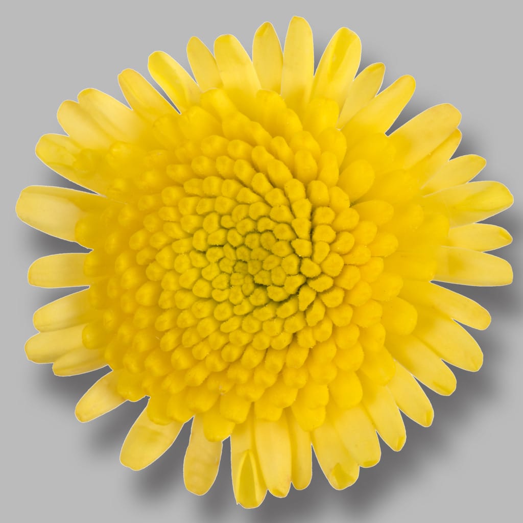 Assortiment; alle chrysanten van dit moment - Just Chrys