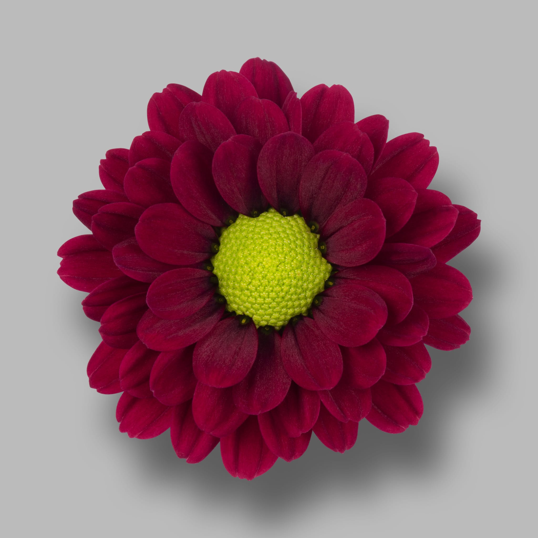 Sortiment; alle derzeit erhältlichen Chrysanthemen - Just Chrys
