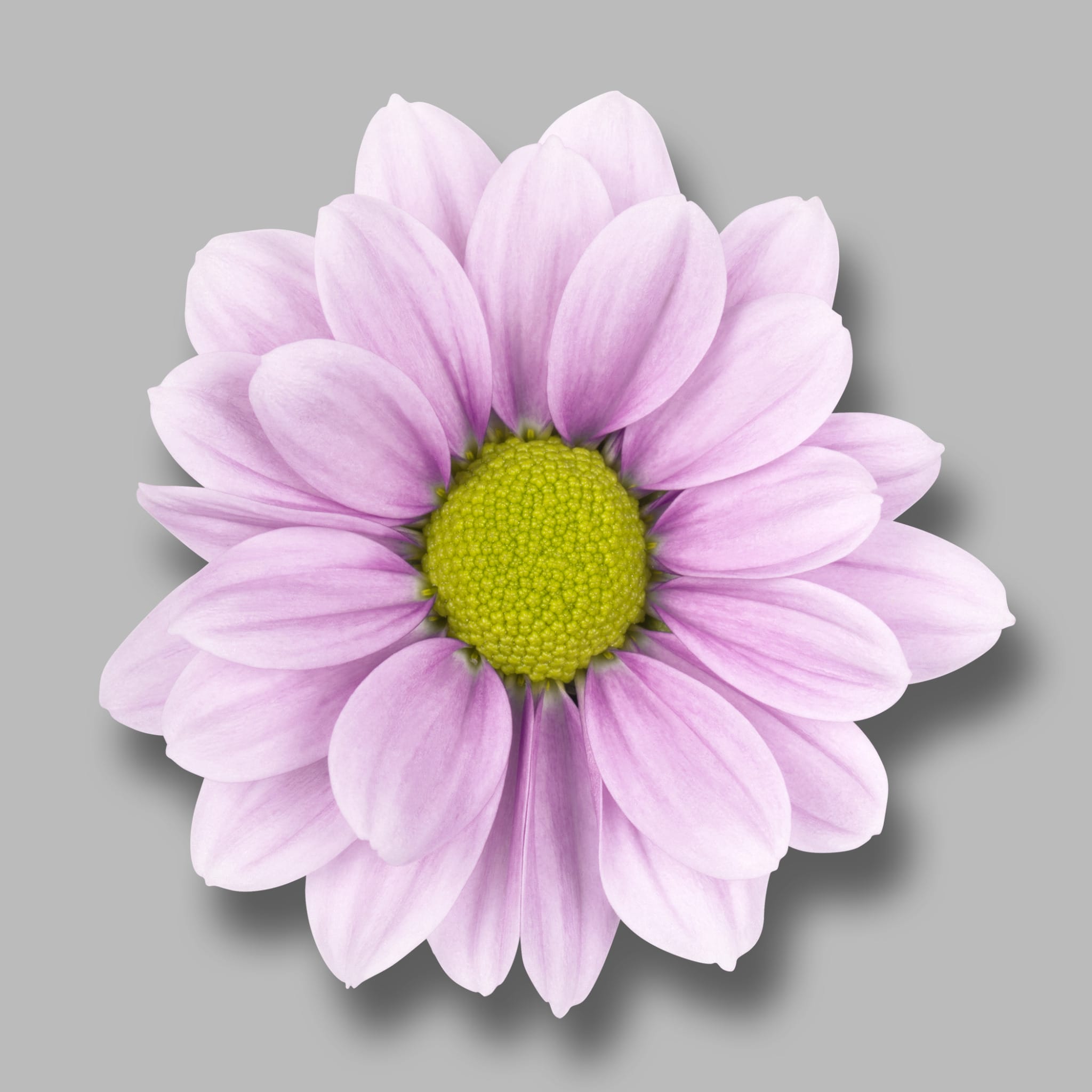 Sortiment; alle derzeit erhältlichen Chrysanthemen - Just Chrys
