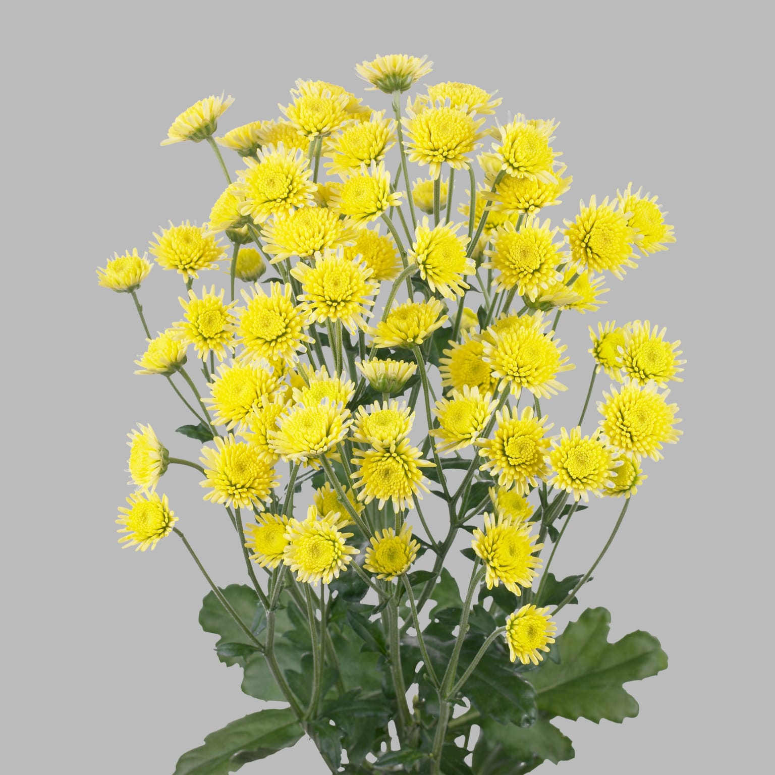 Stallion Yellow Improved - Just Chrys